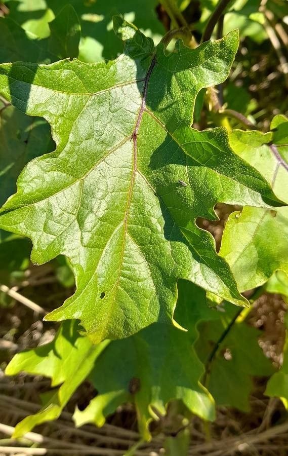Solanum viarum Dunal, Tropical soda-apple (World flora) - Pl@ntNet identify Solanum viarum Dunal, Tropical soda-apple (World flora) - Pl@ntNet identify