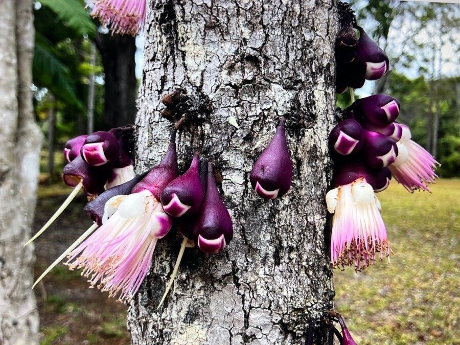 Syzygium acre (Pancher ex Guillaumin) J.W.Dawson (World flora) - Pl ...
