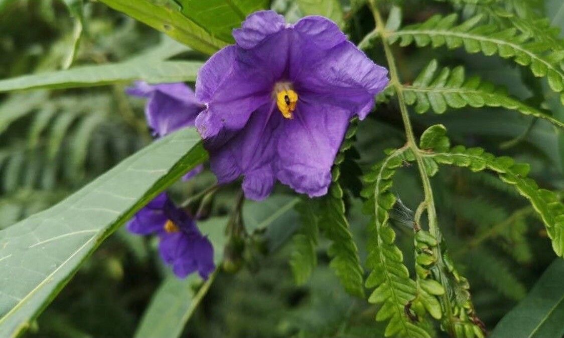 Solanum nudum Dunal (World flora) - Pl@ntNet identify Solanum nudum Dunal (World flora) - Pl@ntNet identify