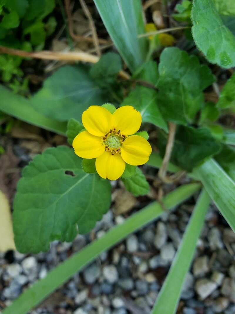 How To Grow Chrysogonum virginianum | EarthOne